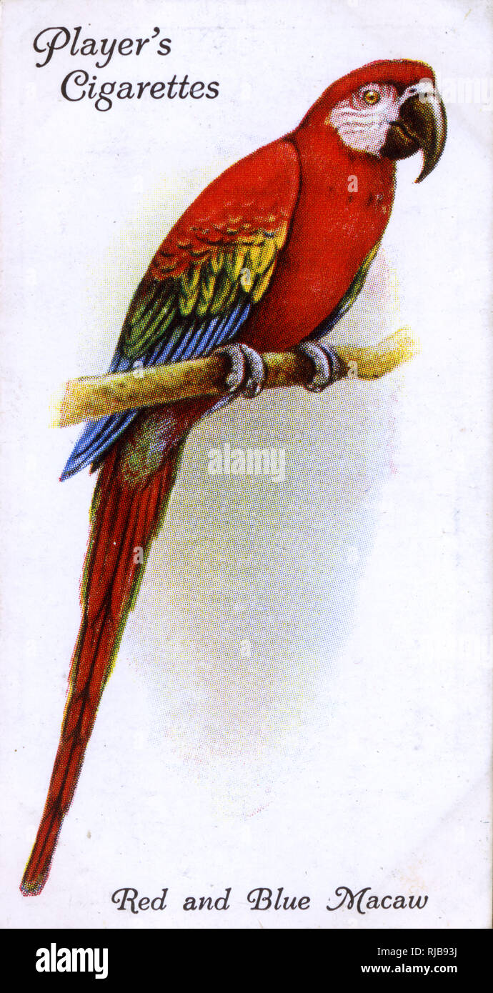 Macaw breed hi-res stock photography and images - Alamy