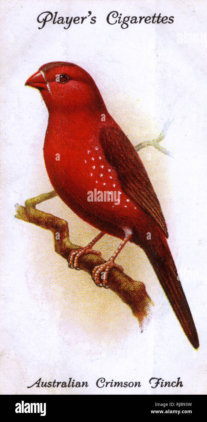 Australian finches hi-res stock photography and images - Alamy