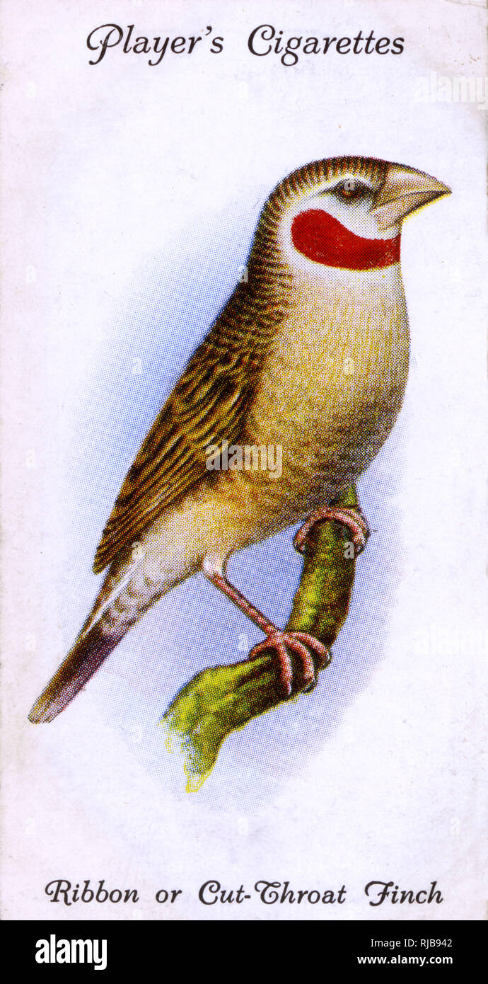 Ribbon or Cut-Throat Finch Stock Photo - Alamy