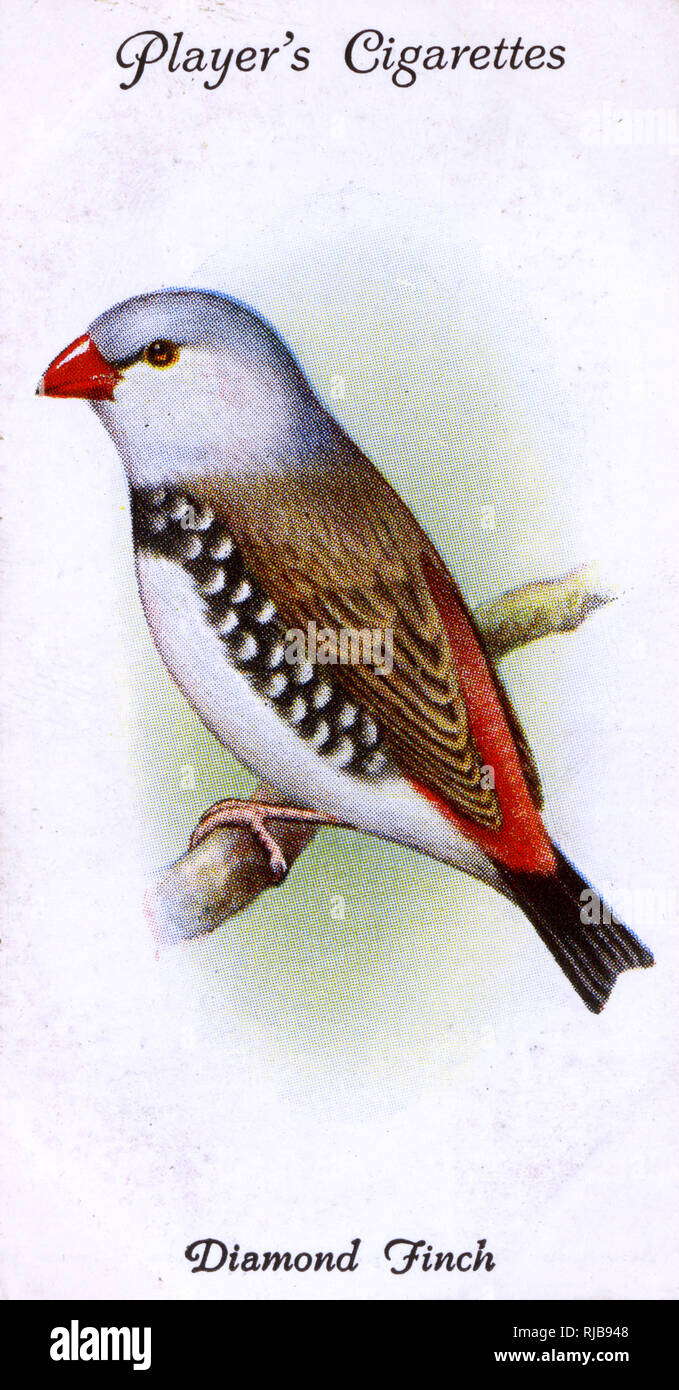 Diamond finches hi-res stock photography and images - Alamy