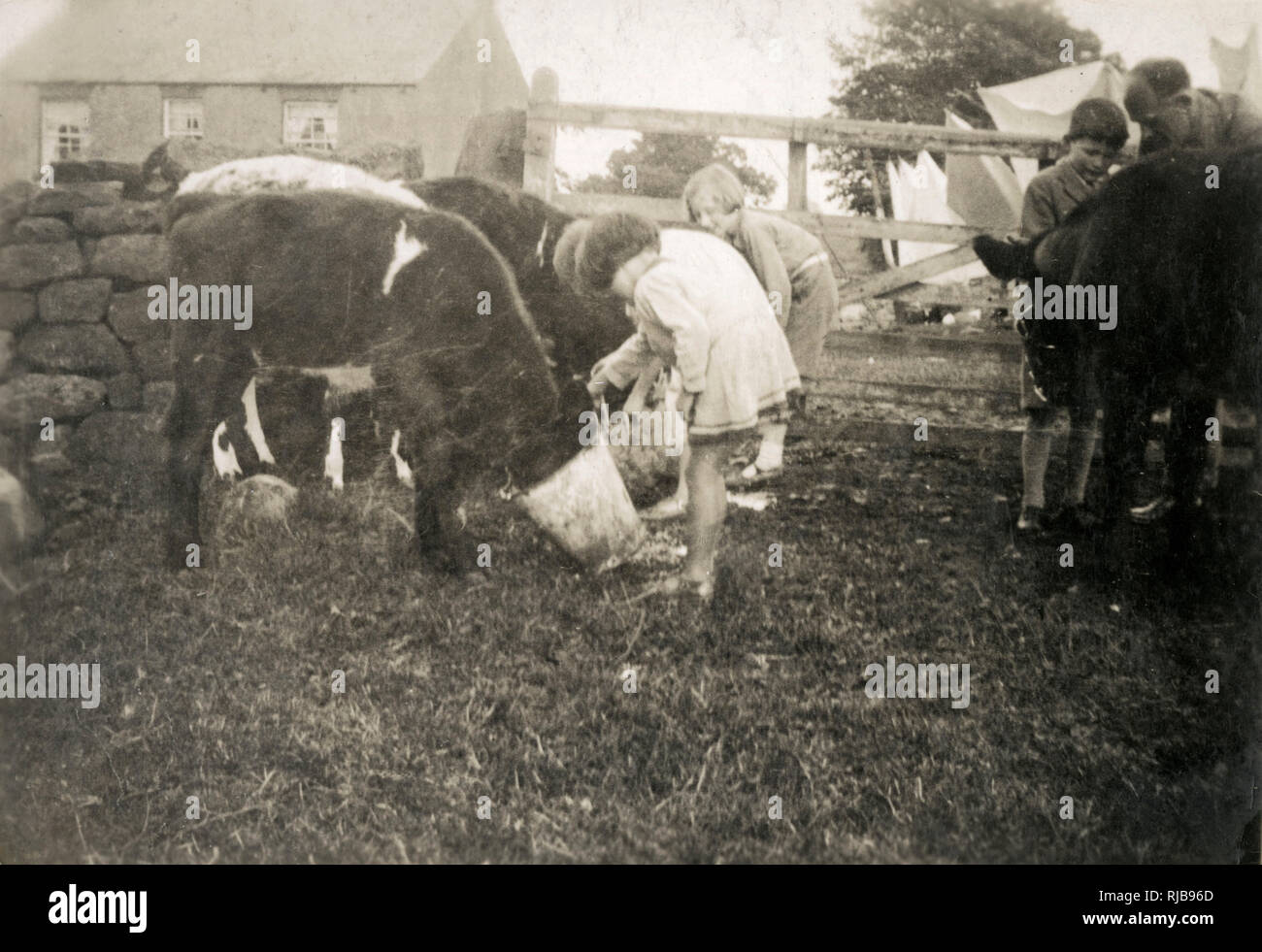1920s livestock hi-res stock photography and images - Alamy