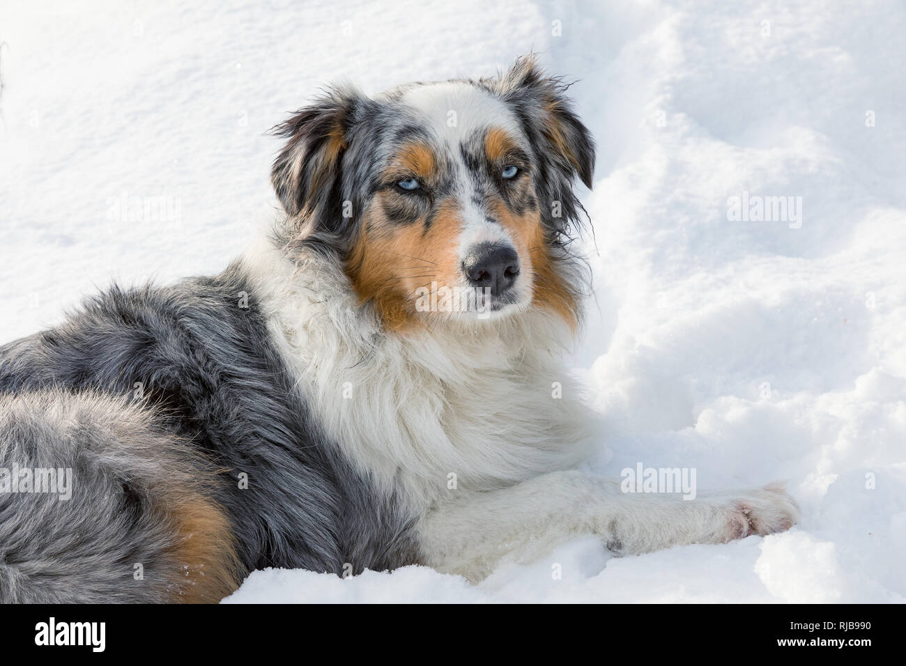 Australian collie hi-res stock photography and images - Alamy