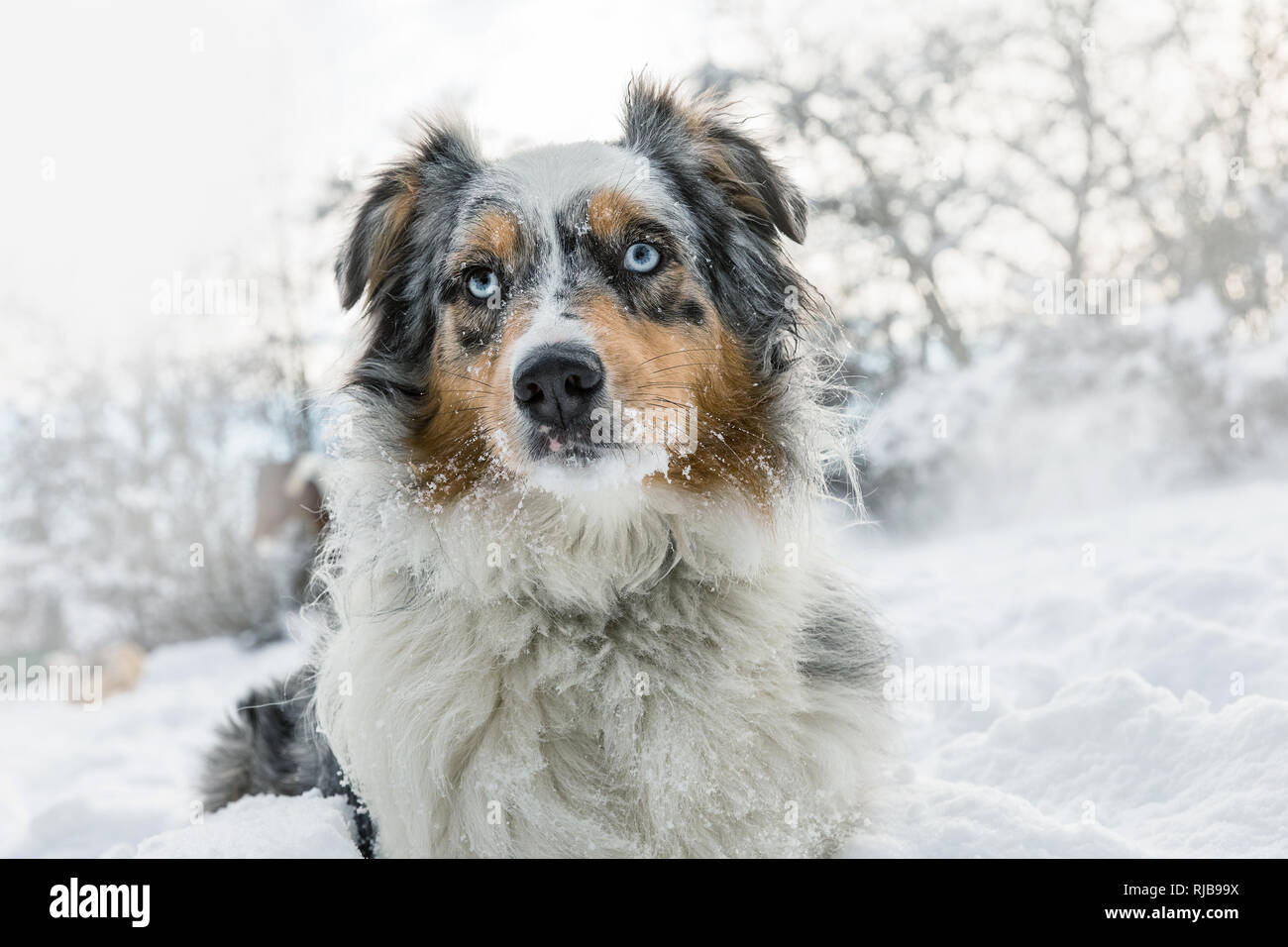 Australian Shepherd pupp, Australian collie on snow Stock Photo - Alamy