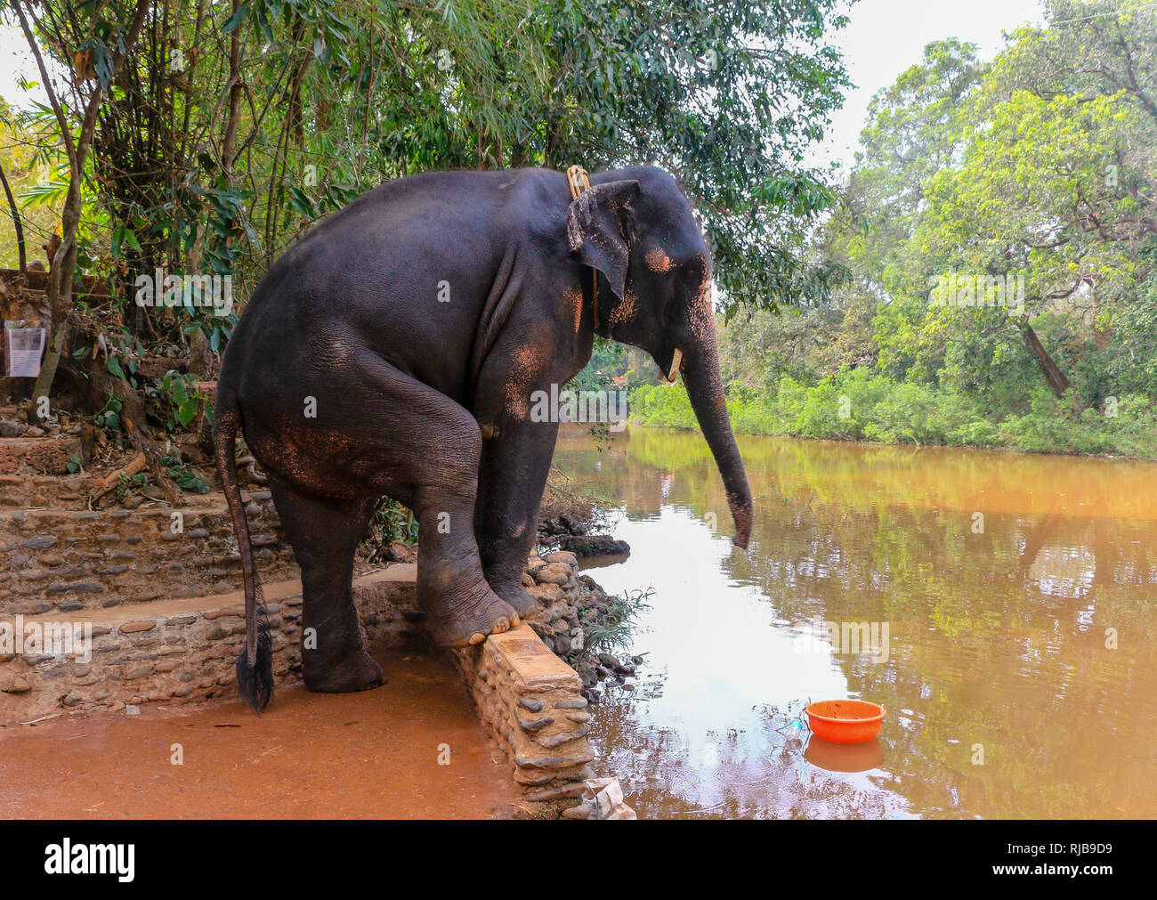 Elephant takes a bath at Dudhsagar Waterfalls, Sea of Milk, Mandovi ...