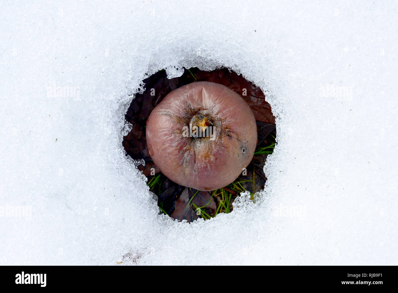 Rotten vegetation hi-res stock photography and images - Alamy