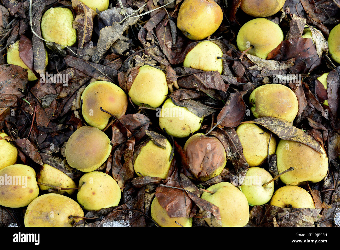 Rotten Vegetation High Resolution Stock Photography and Images - Alamy