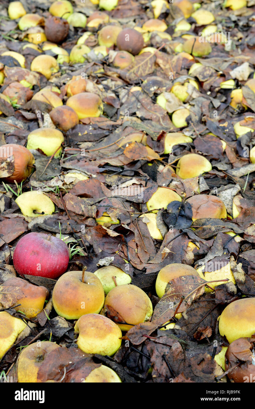 Rotten vegetation hi-res stock photography and images - Alamy