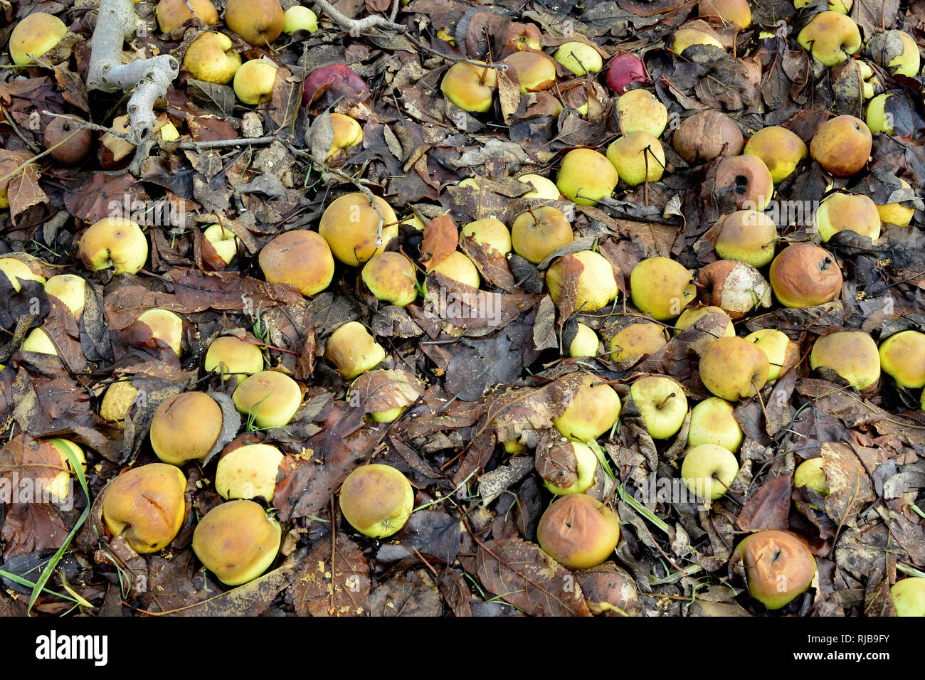 rotten fallen apples in an orchard, image Stock Photo - Alamy