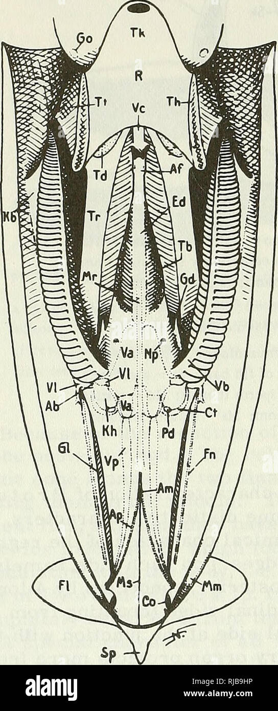 . Cephalopoda. Cephalopoda. 141 of the muscular mantle and the ...