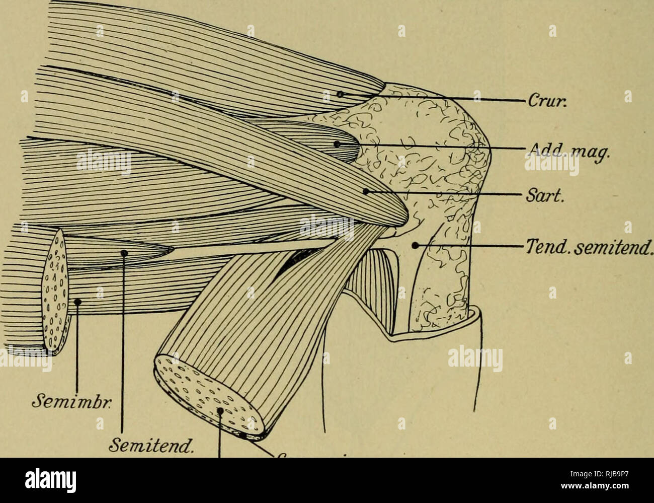 . Central Asiatic Expeditions of the American Museum of Natural History ...