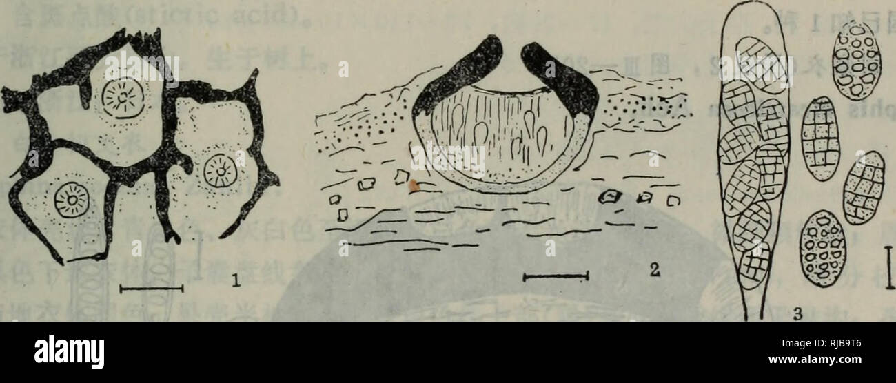 Diploschistes actinostomus hi-res stock photography and images - Alamy