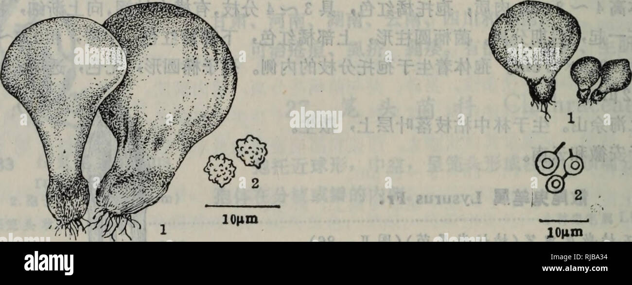 Lycoperdon polymorphum hi-res stock photography and images - Alamy