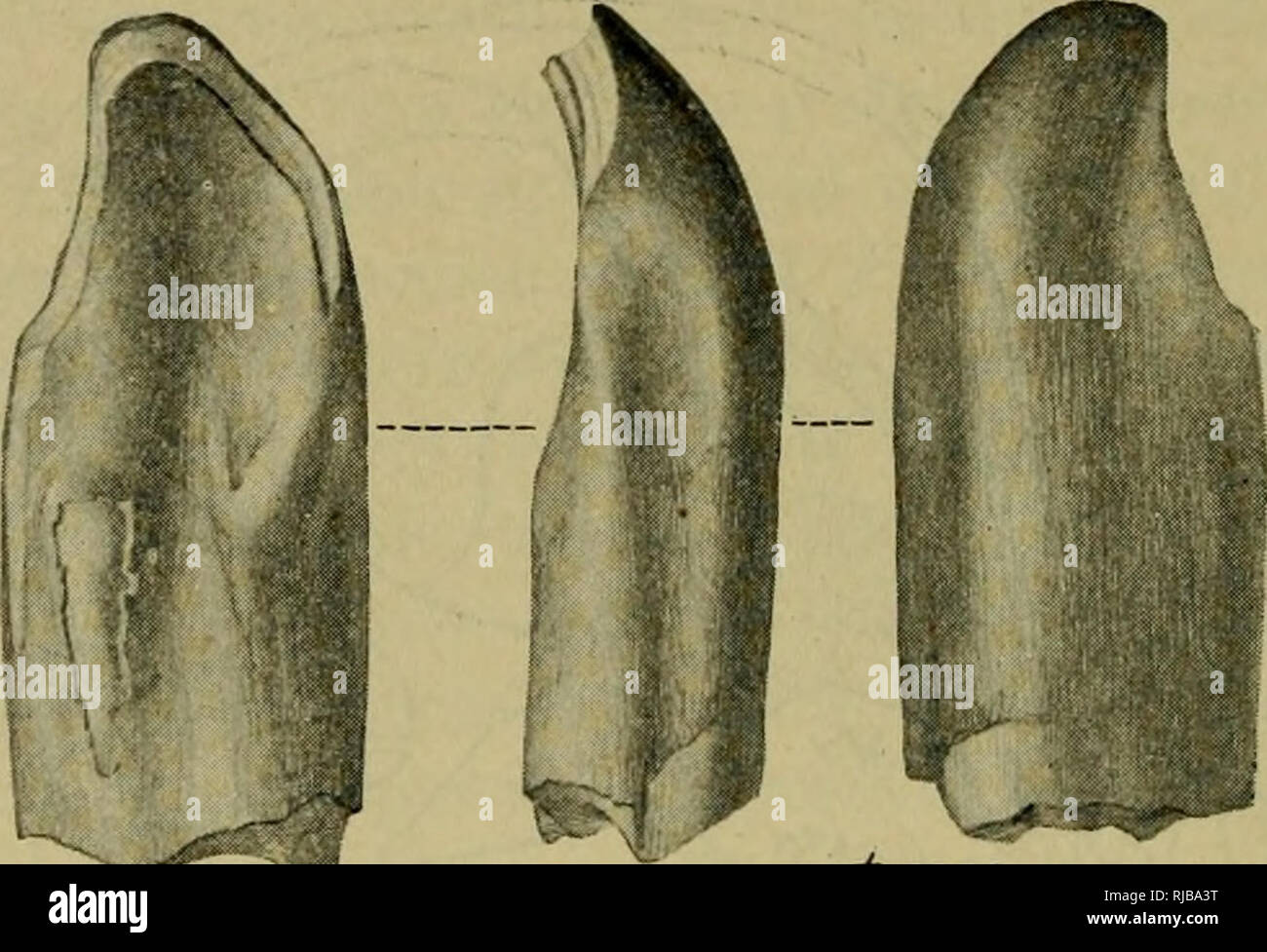 Camarasaurus tooth hi-res stock photography and images - Alamy