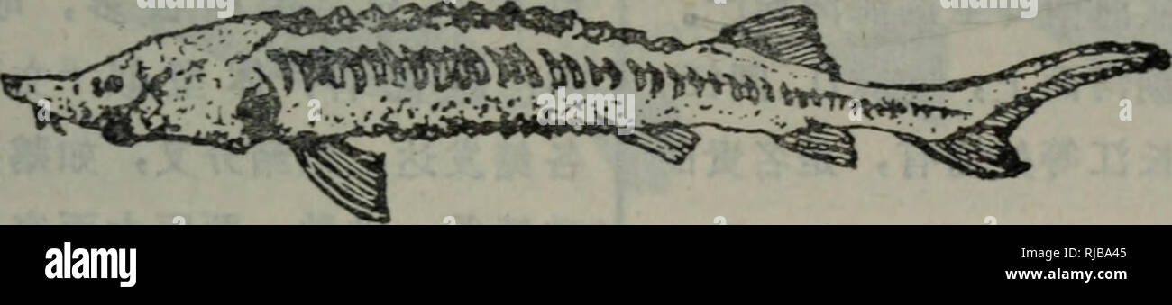 Psephurus gladius hi-res stock photography and images - Alamy