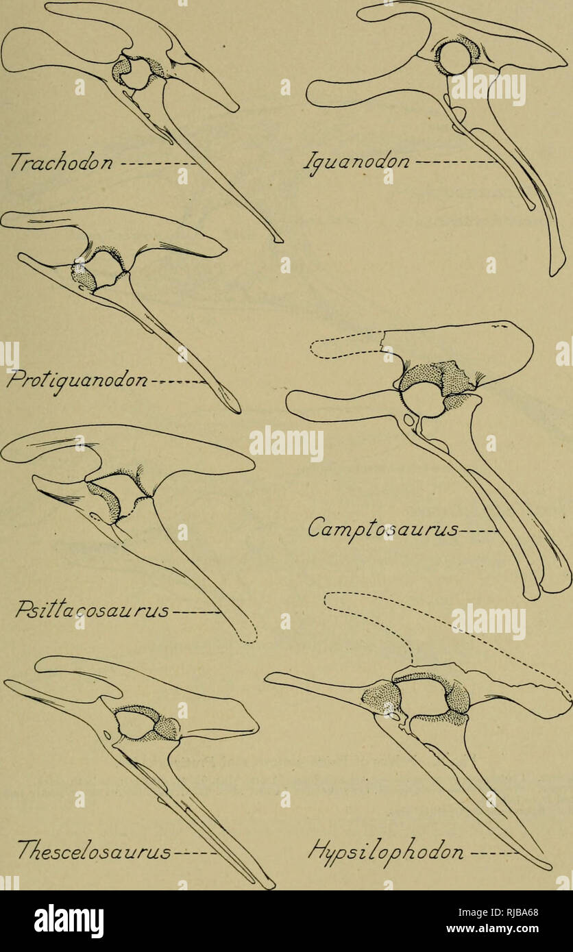 Osaurus hi-res stock photography and images - Alamy