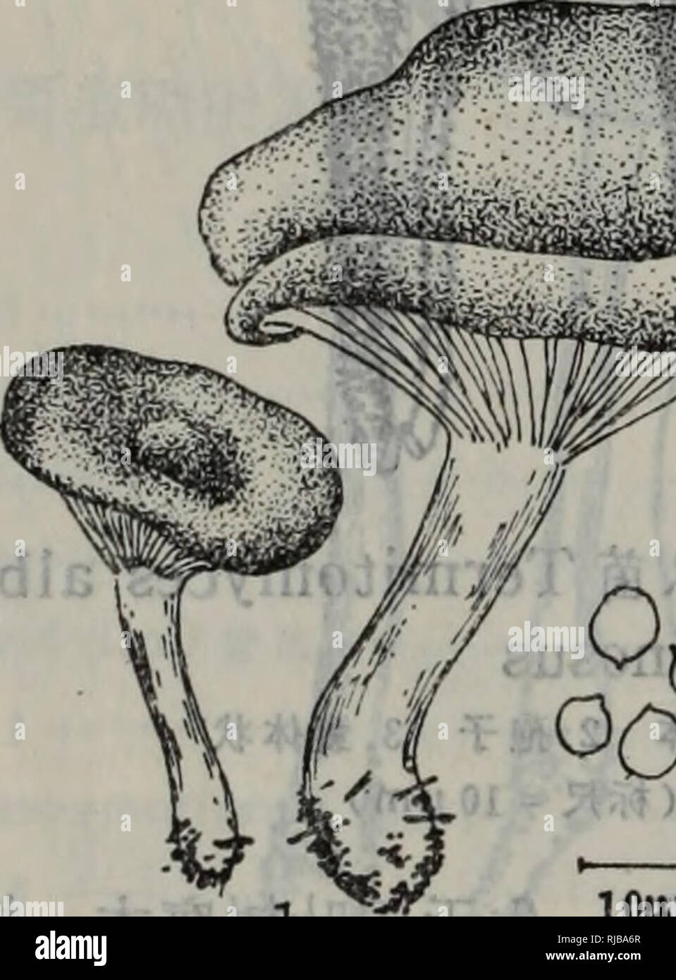 Termitomyces hi-res stock photography and images - Alamy