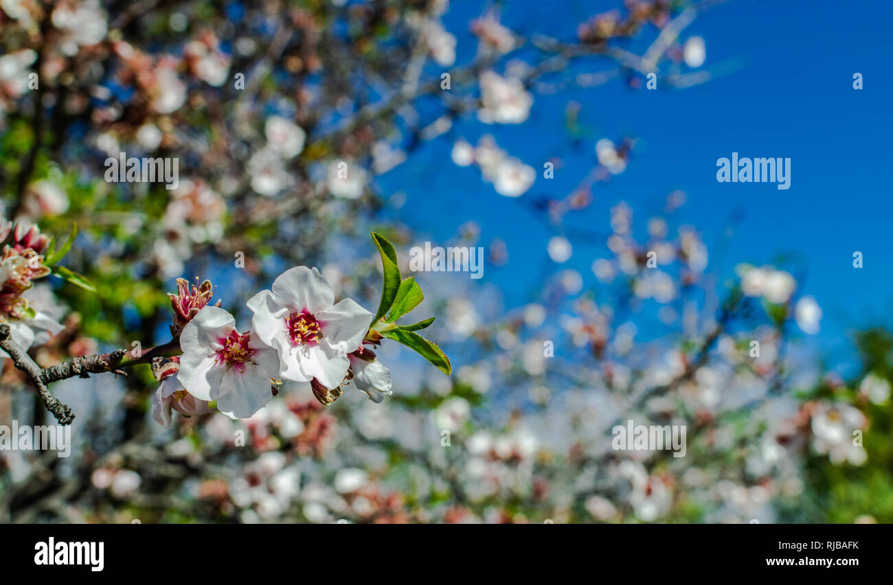 Almond flowers (prunus dulcis), blooming Stock Photo - Alamy