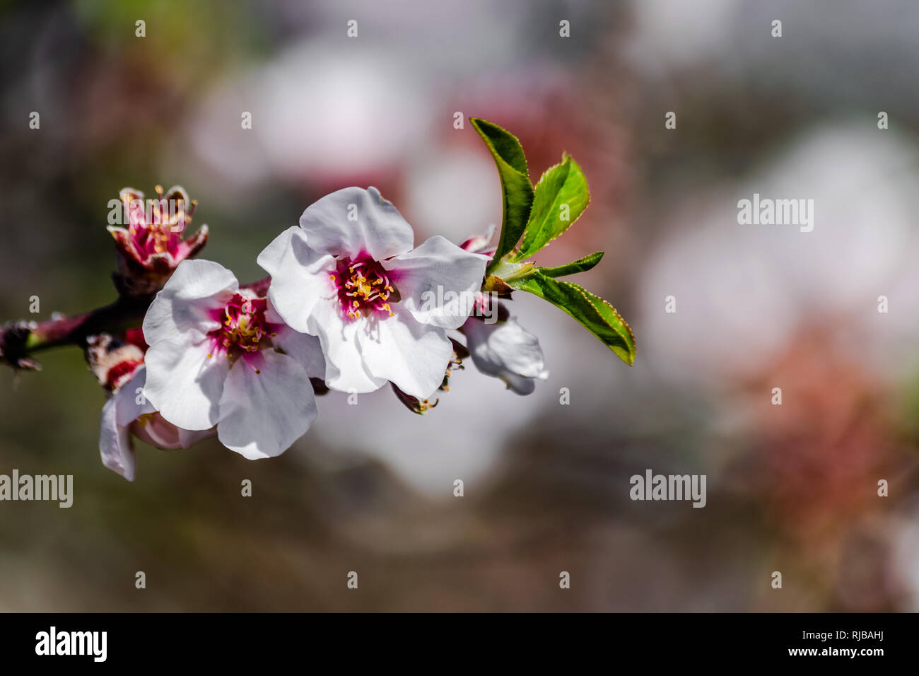 Almond flowers (prunus dulcis), blooming Stock Photo - Alamy