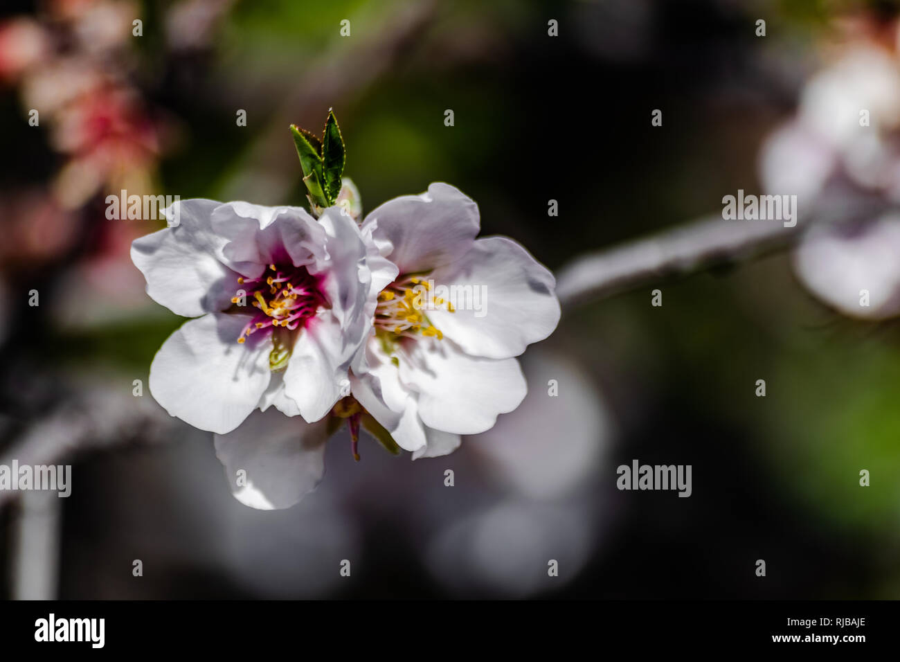 Almond flowers (prunus dulcis), blooming Stock Photo - Alamy