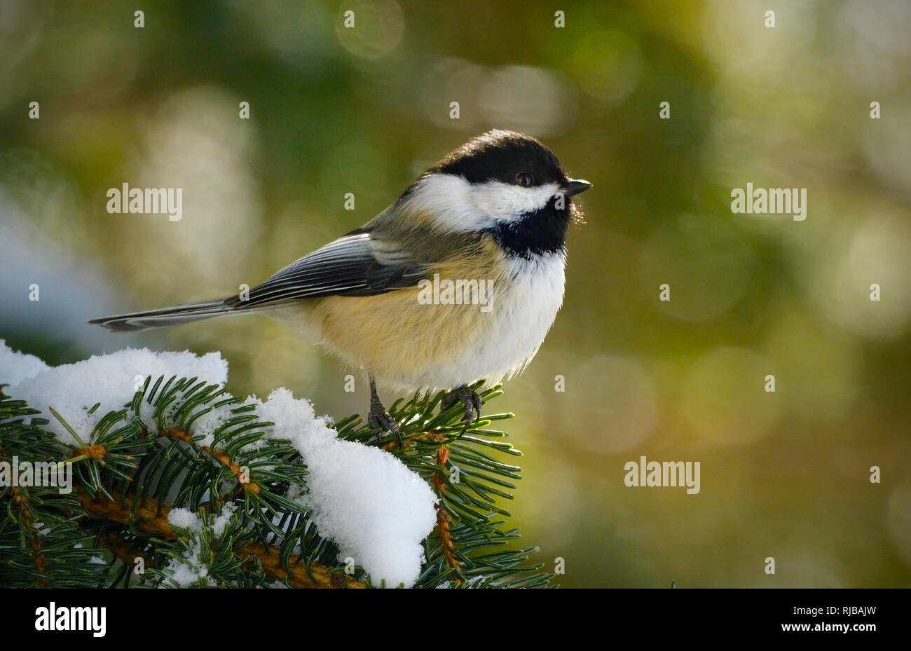 Chickadee snow tree hi-res stock photography and images - Alamy
