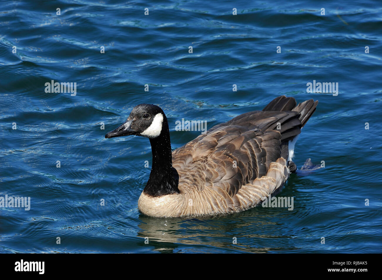 A Canada Goose floating on the water in Nanaimo harbour Stock Photo - Alamy