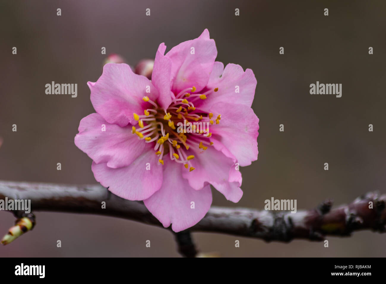 Almonds prunus dulcis at a twig hi-res stock photography and images - Alamy