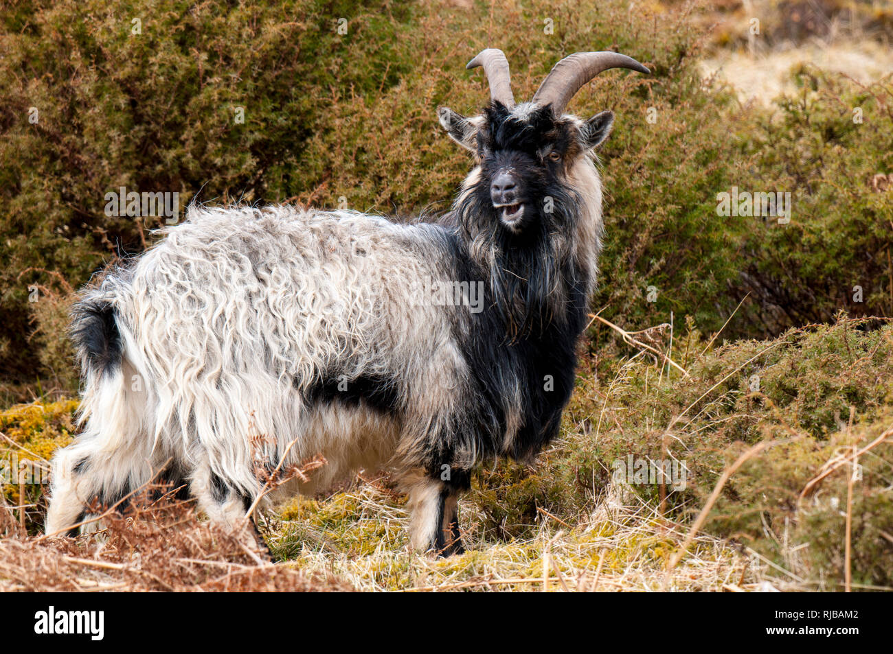 Male feral goat hi-res stock photography and images - Alamy
