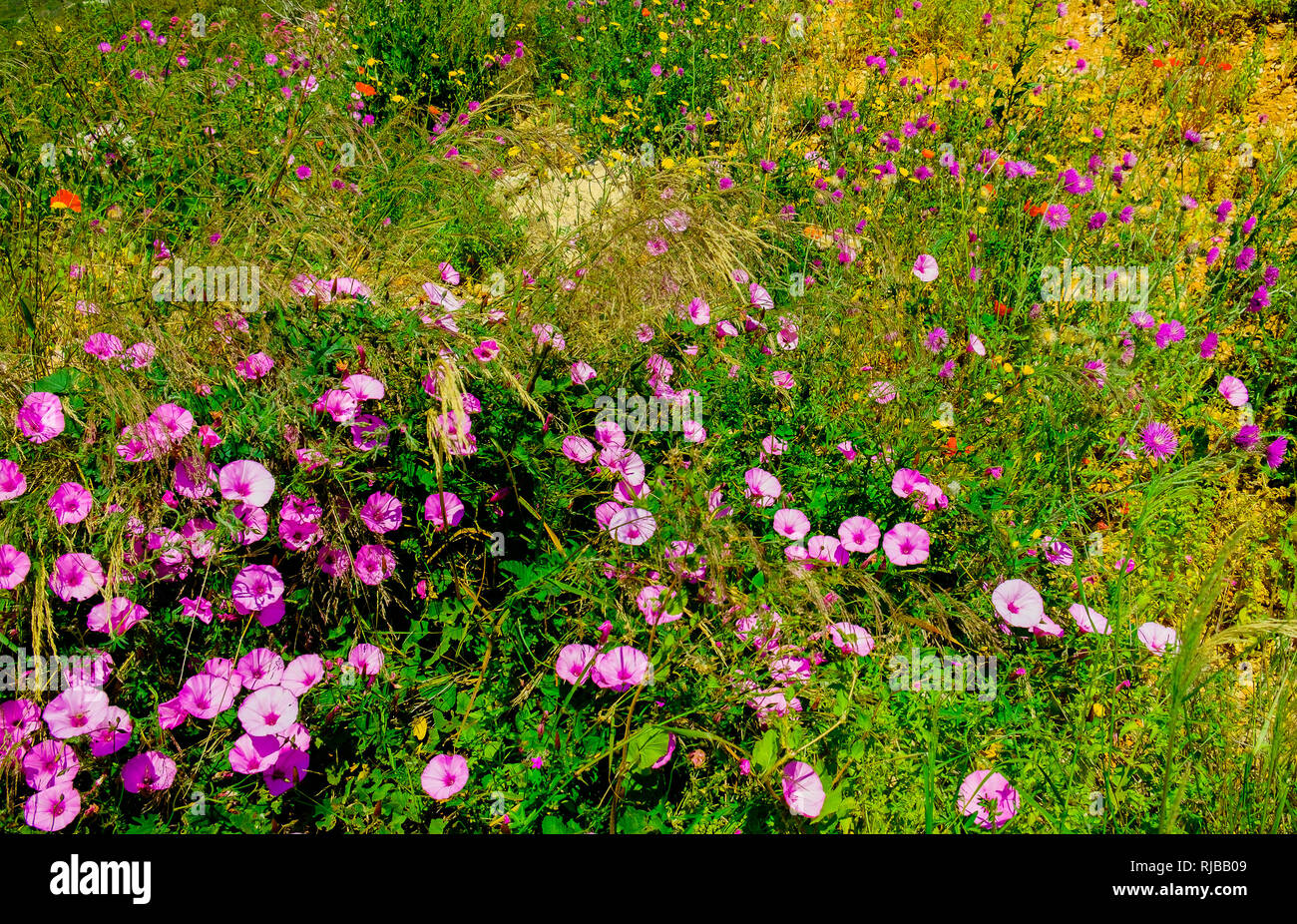 Mediterranean variety hi-res stock photography and images - Alamy