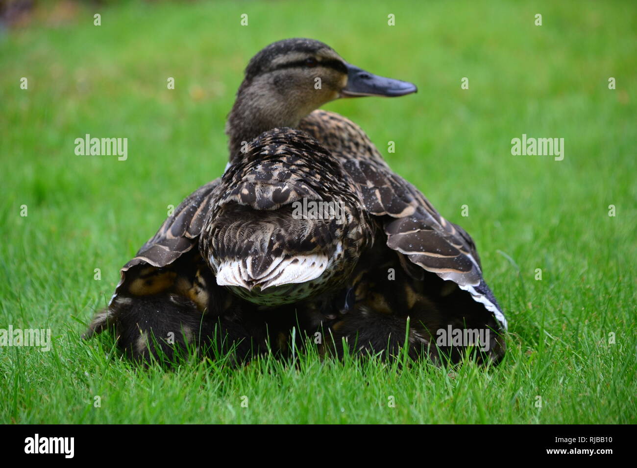 Sheltering from rain hi-res stock photography and images - Alamy