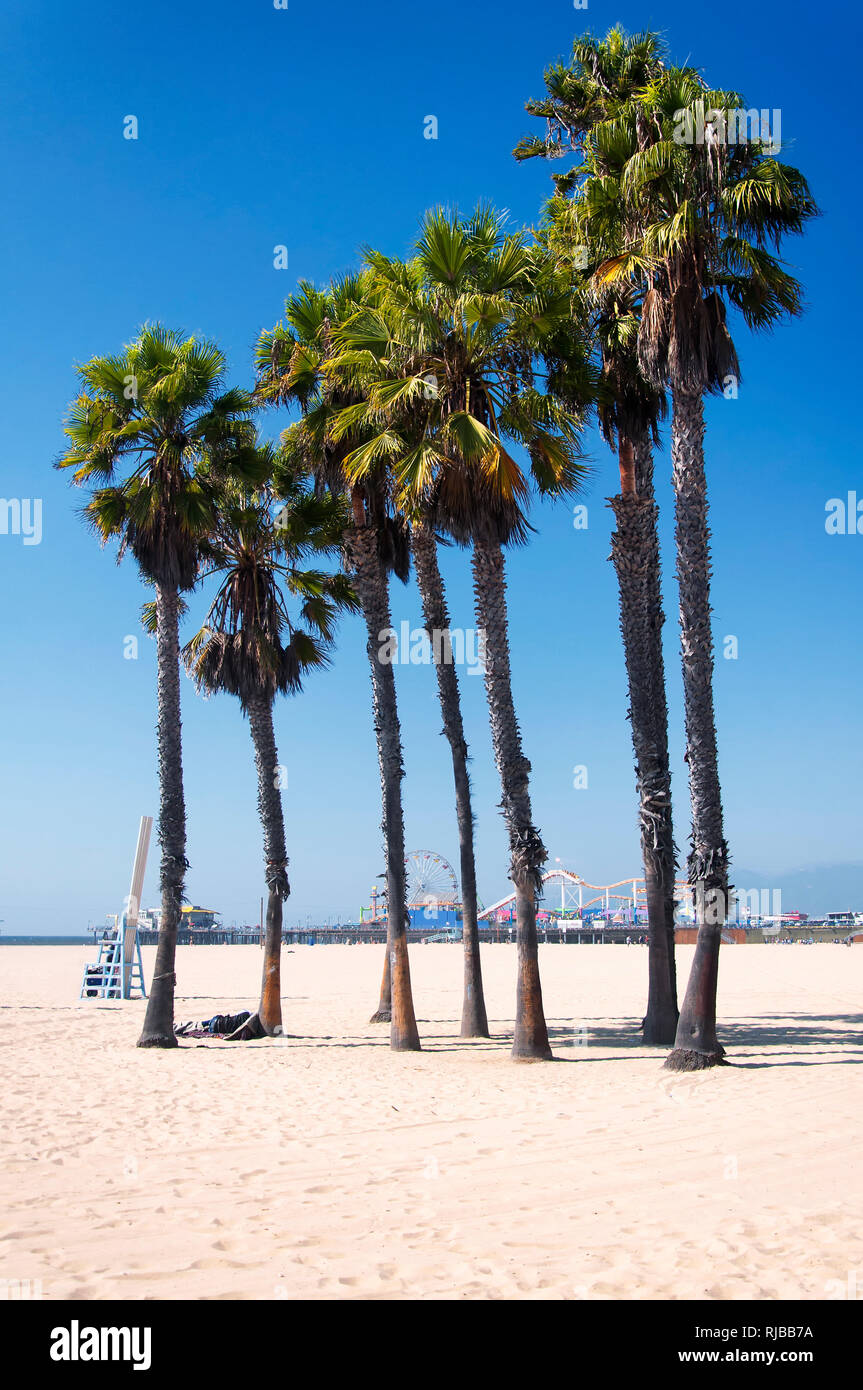 Do Palm Trees Grow On Sand