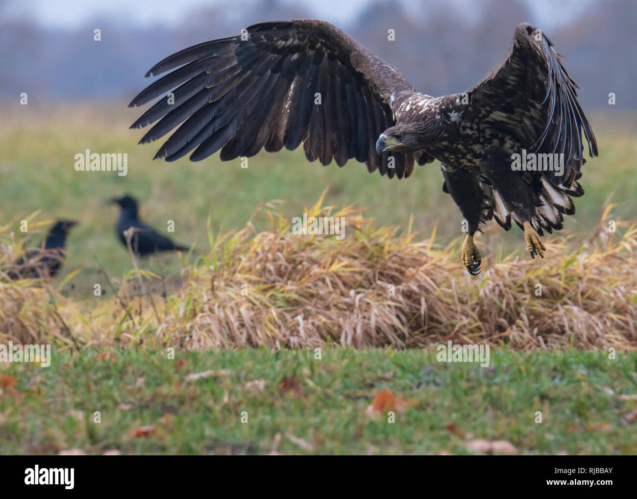 Raven and eagle hi-res stock photography and images - Alamy