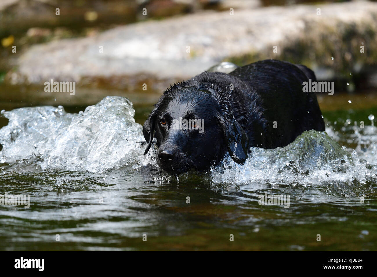 Closeup wet black labrador retriever hi-res stock photography and ...