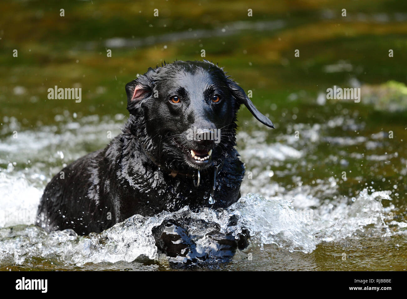 Labrador playing in river hi-res stock photography and images - Alamy