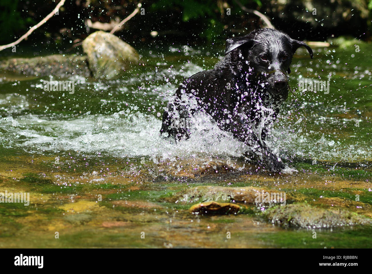 Portrait of a young black Labrador running through a river Stock Photo ...