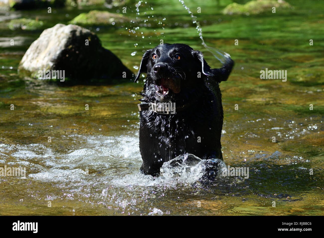 Portrait of a wet black Labrador standing in a river with a stone in it ...