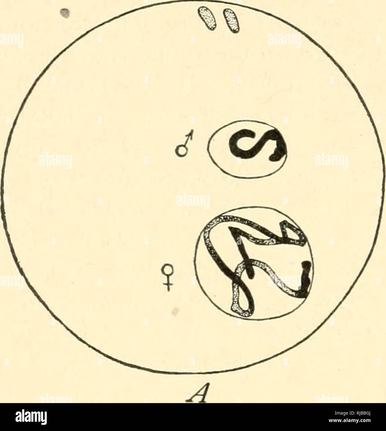 Chromatin In Cell Nucleus High Resolution Stock Photography and Images ...