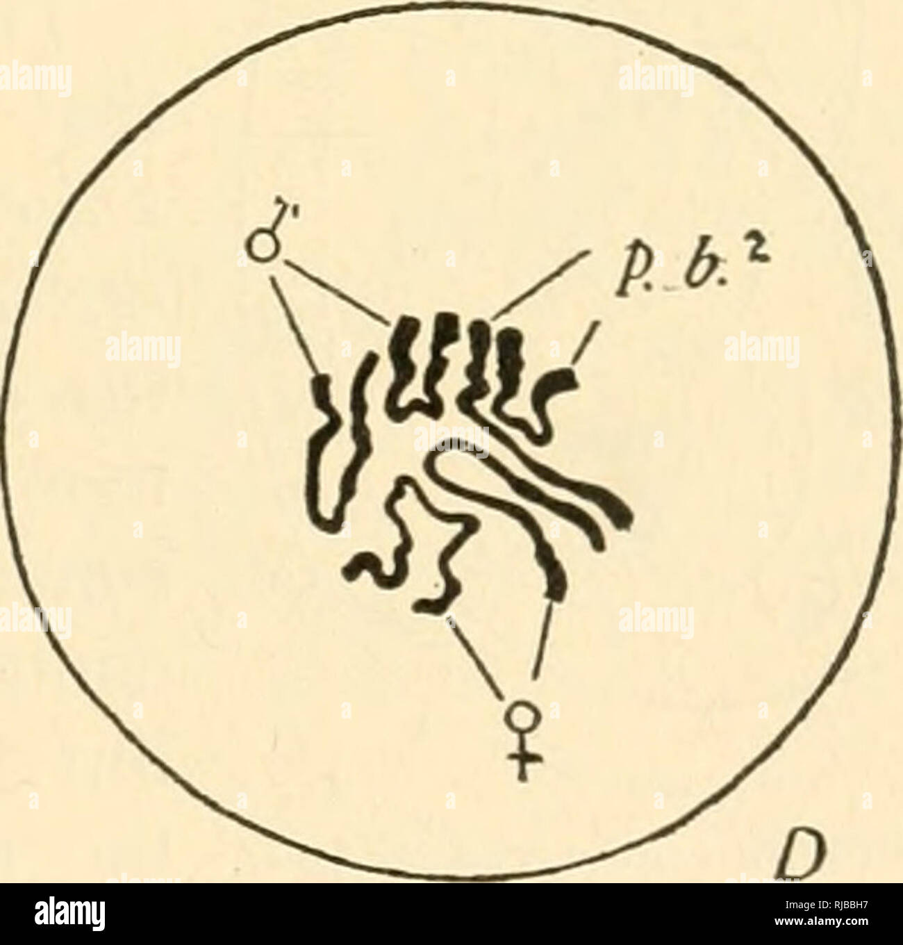 Chromosome abnormalities hi-res stock photography and images - Alamy