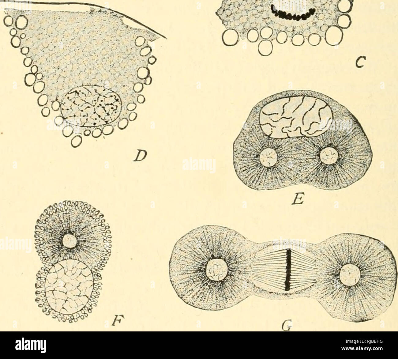Bivalent chromosomes hi-res stock photography and images - Alamy