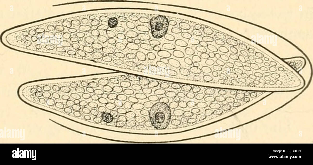 . The cell in development and inheritance. Cells. H Fig. 140 ...