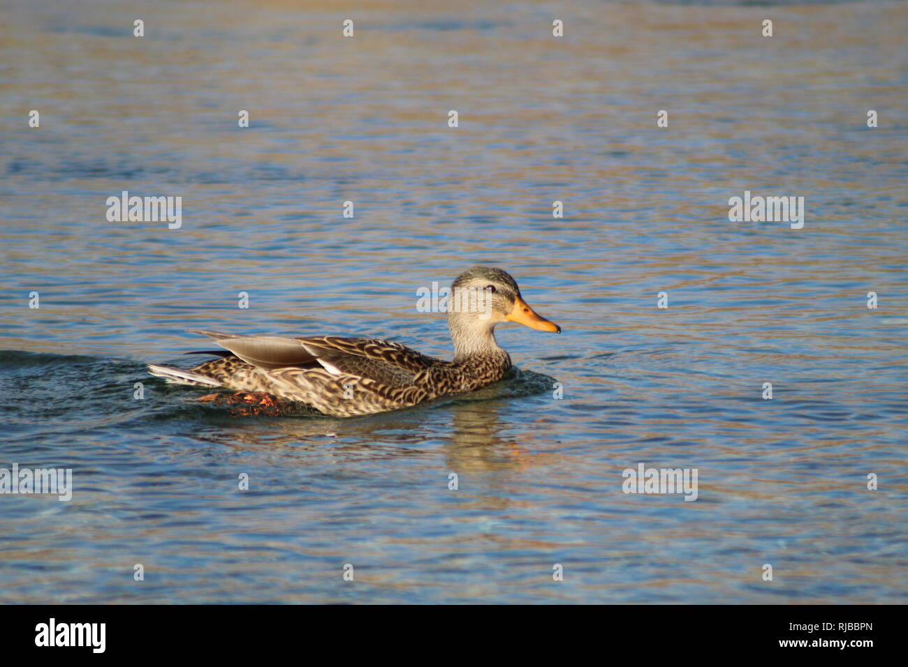 Mallard duck facing forward hi-res stock photography and images - Alamy