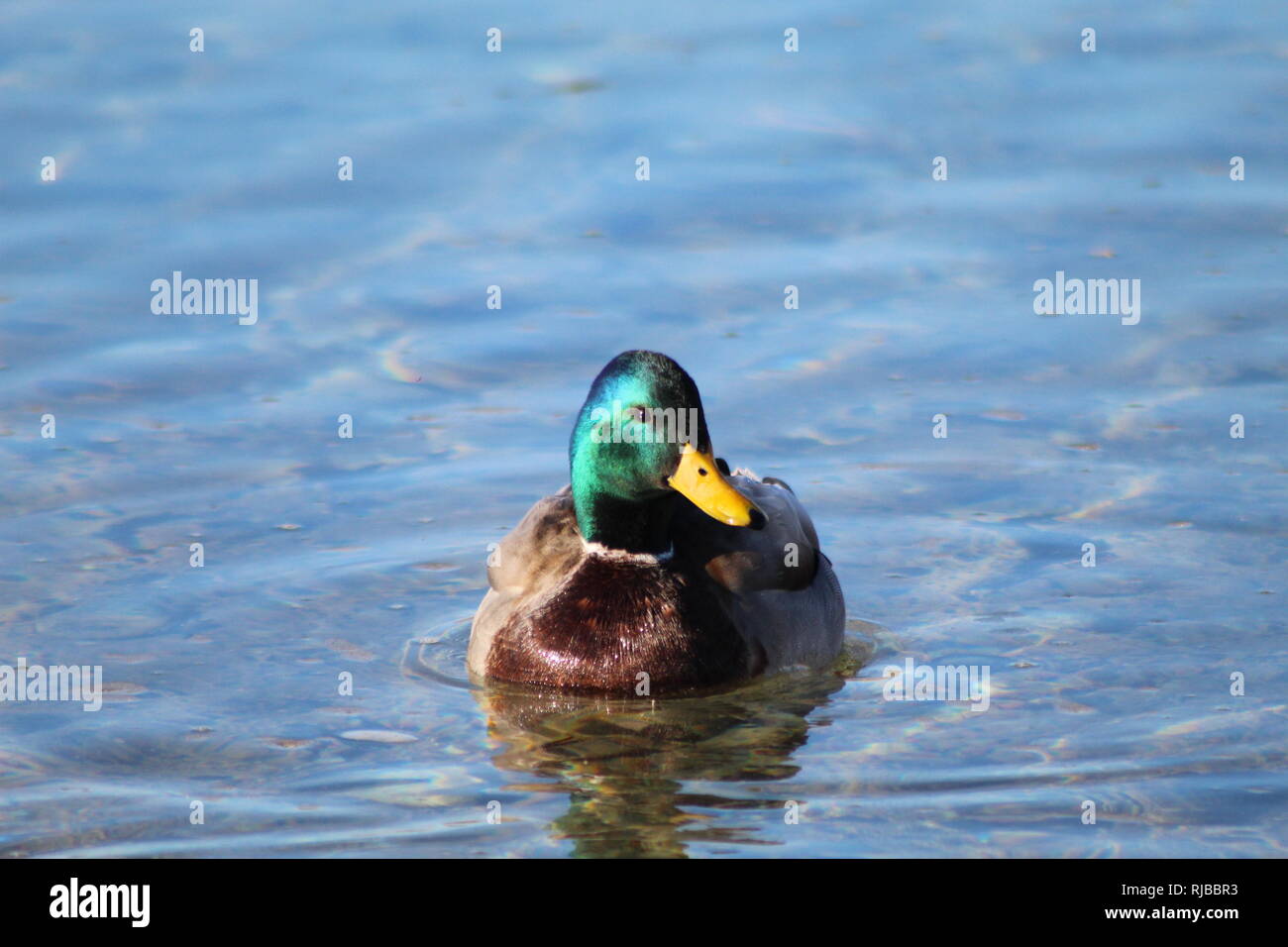 Mallard duck facing forward hi-res stock photography and images - Alamy