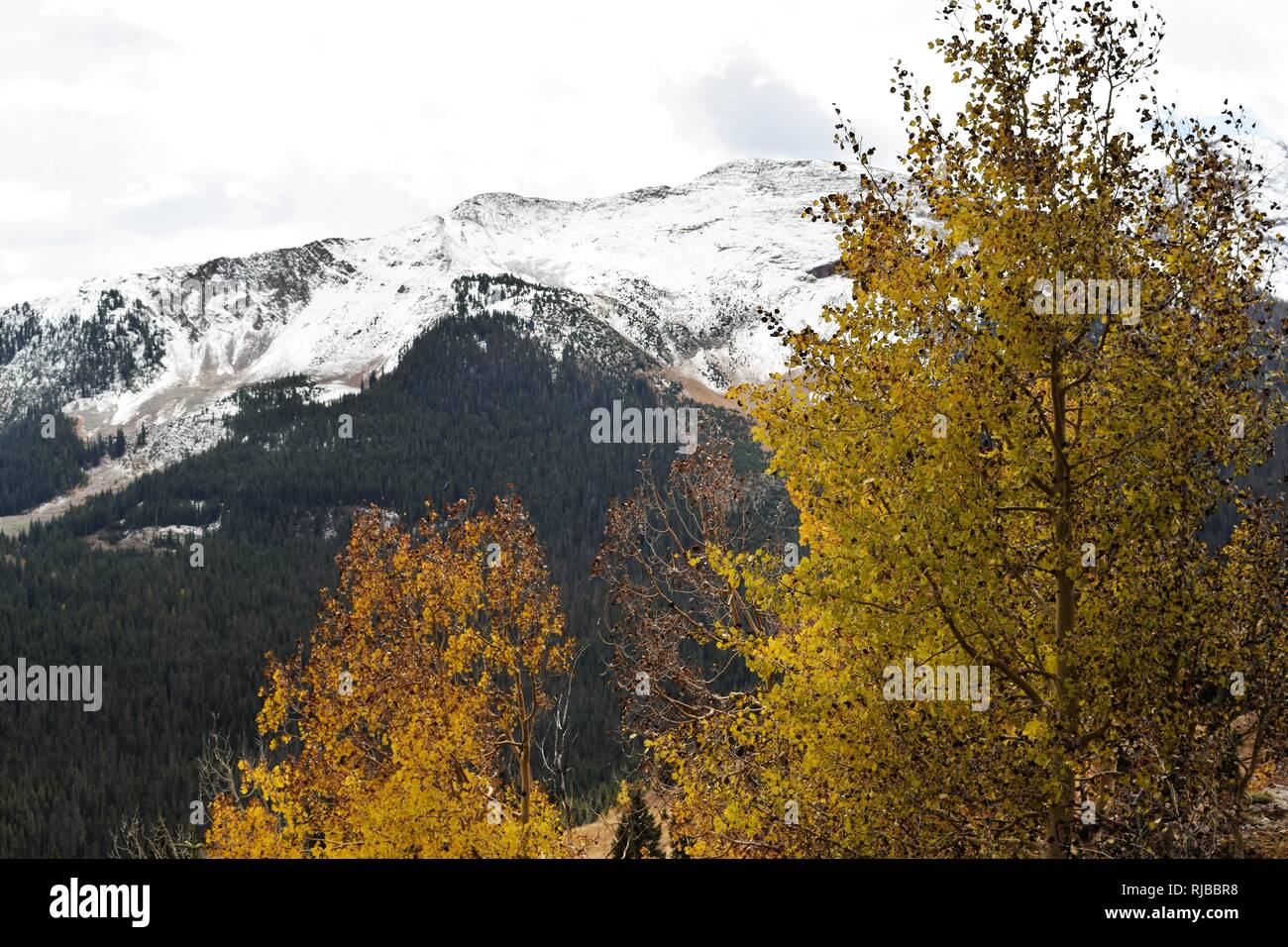 Colorado Fall Colors Stock Photos & Colorado Fall Colors Stock Images ...