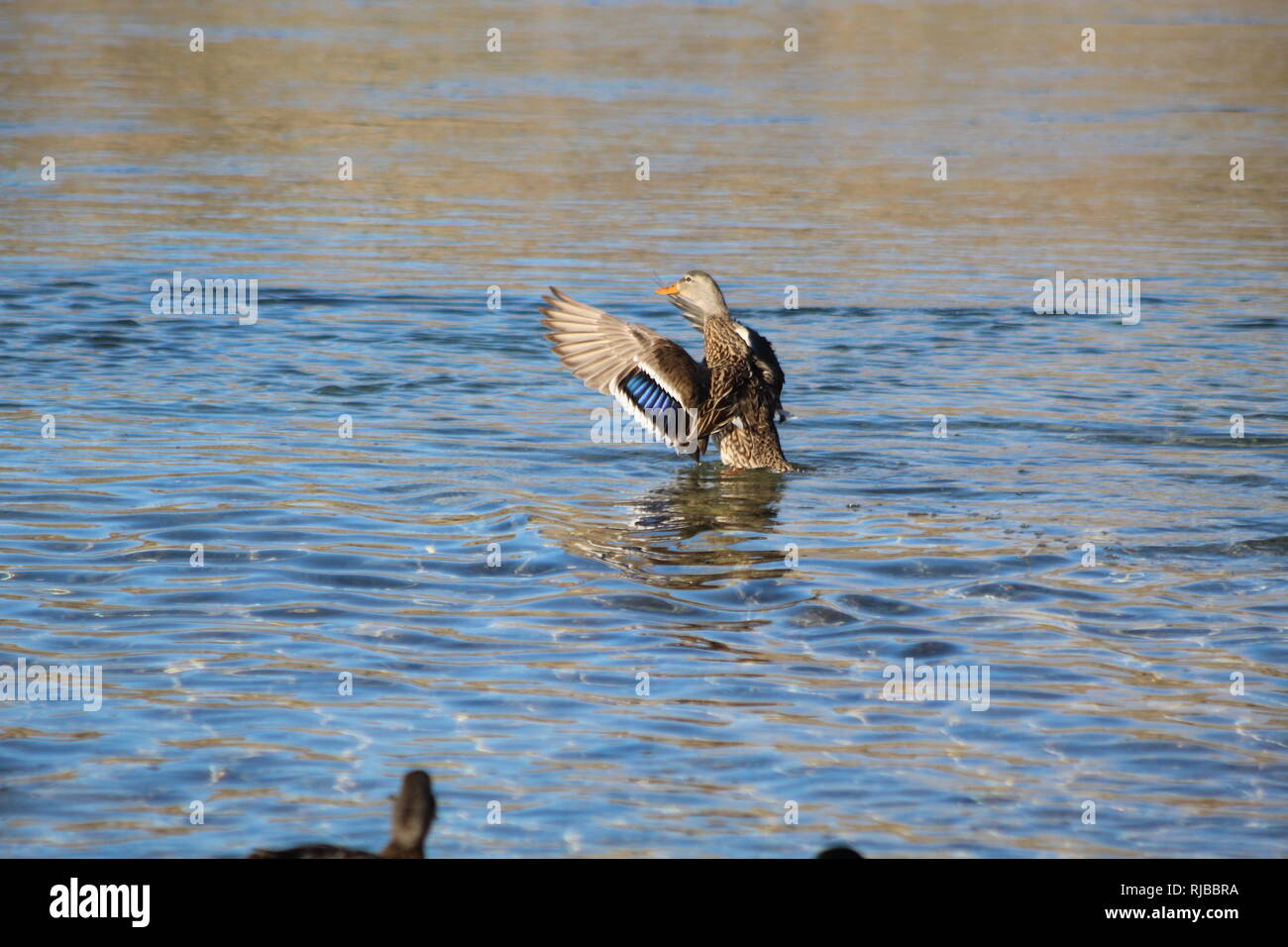 Mallard duck facing forward hi-res stock photography and images - Alamy