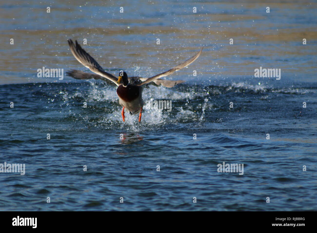 Mallard duck facing forward hi-res stock photography and images - Alamy