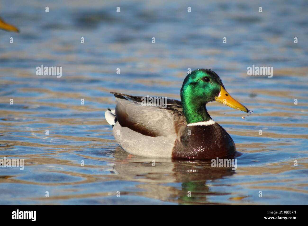 Mallard duck facing forward hi-res stock photography and images - Alamy