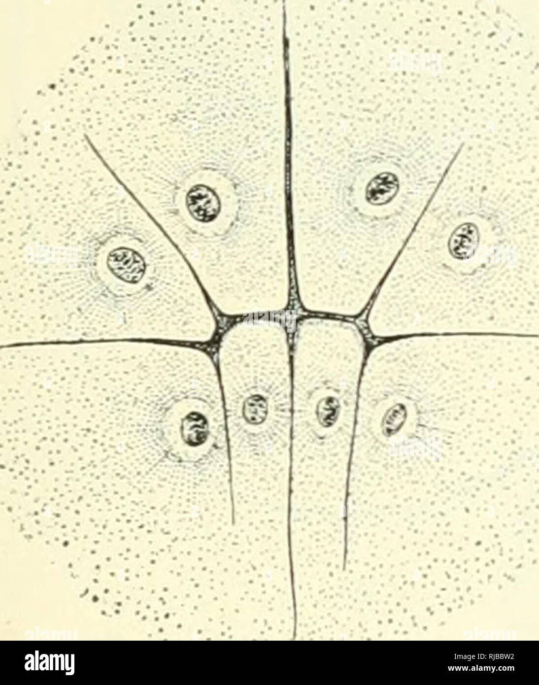 . The cell in development and inheritance. Cells. PROMOKPHOLOGICAL ...