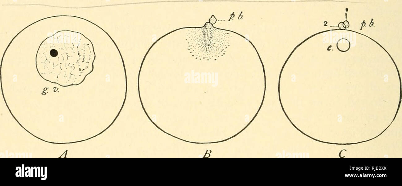 Oogenesis And Spermatogenesis In Fish