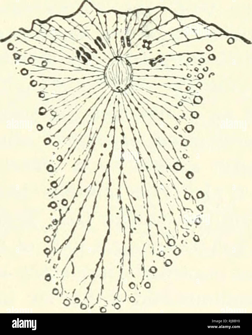 . The cell in development and inheritance. Cells. D Fig. 154 ...