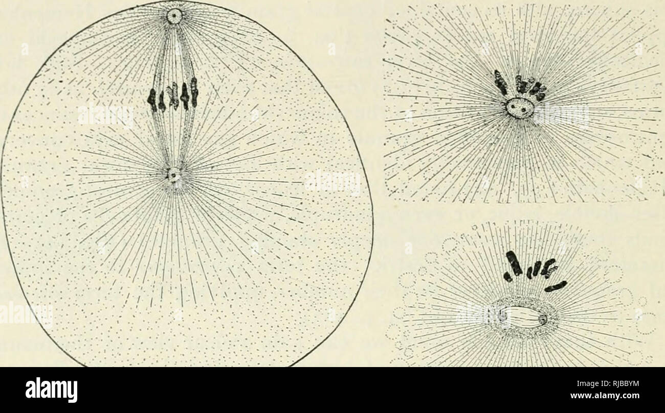 Corpuscule hi-res stock photography and images - Alamy