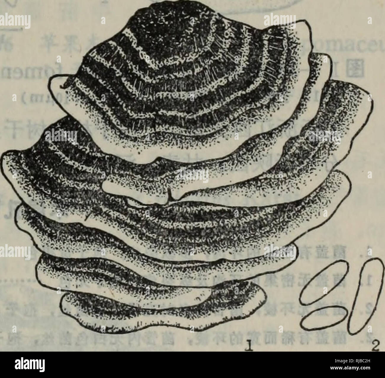 Coriolus hirsutus hi-res stock photography and images - Alamy